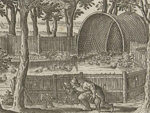 Eendenkooi - Alles wat je moet weten
