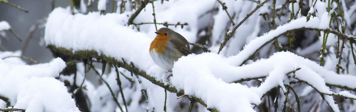 Derde Kerstdag in De Waterwinbossen | Stichting Het Zeeuwse Landschap