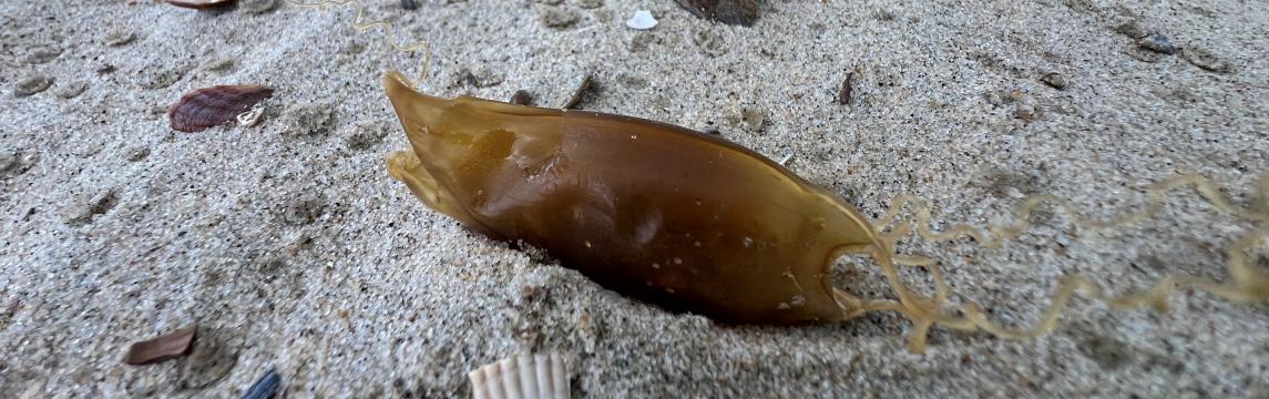 Nationale Schelpenteldag strand Oranjezon/Oostkapelle | Stichting Het ...