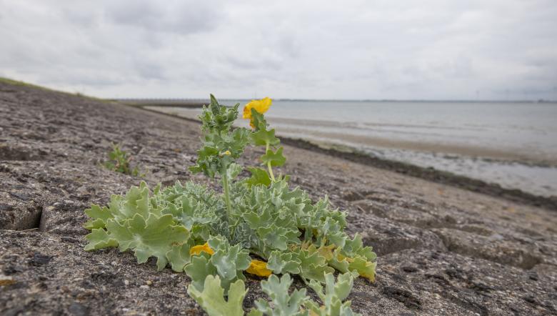 Activiteiten kaart | Stichting Het Zeeuwse Landschap